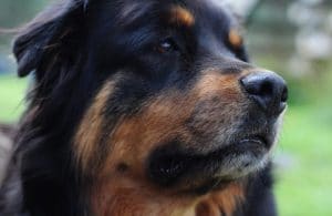 Top Hình Ảnh 20 Giống Chó Rottweiler Lai Cực Dễ Thương - Thichthucung.com