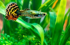 Hướng Dẫn Chăm Sóc Cá Guppy - Các Lưu Ý Cần Biết - Thichthucung.com