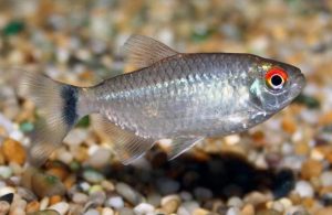 Top 31 Loài Cá Tetra Phổ Biến Nhất Hiện Nay - Thichthucung.com