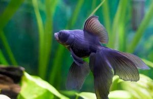 Top 29 Loài Cá Vàng Phổ Biến Được Yêu Thích Nhất - Thichthucung.com