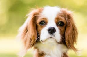 Top 6 Giống Chó Mini Dễ Thương Ngọt Ngào Nhất - Thichthucung.com