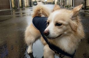 Top 32 Giống Chó Corgi Lai Thông Minh Tươi Vui - Thichthucung.com