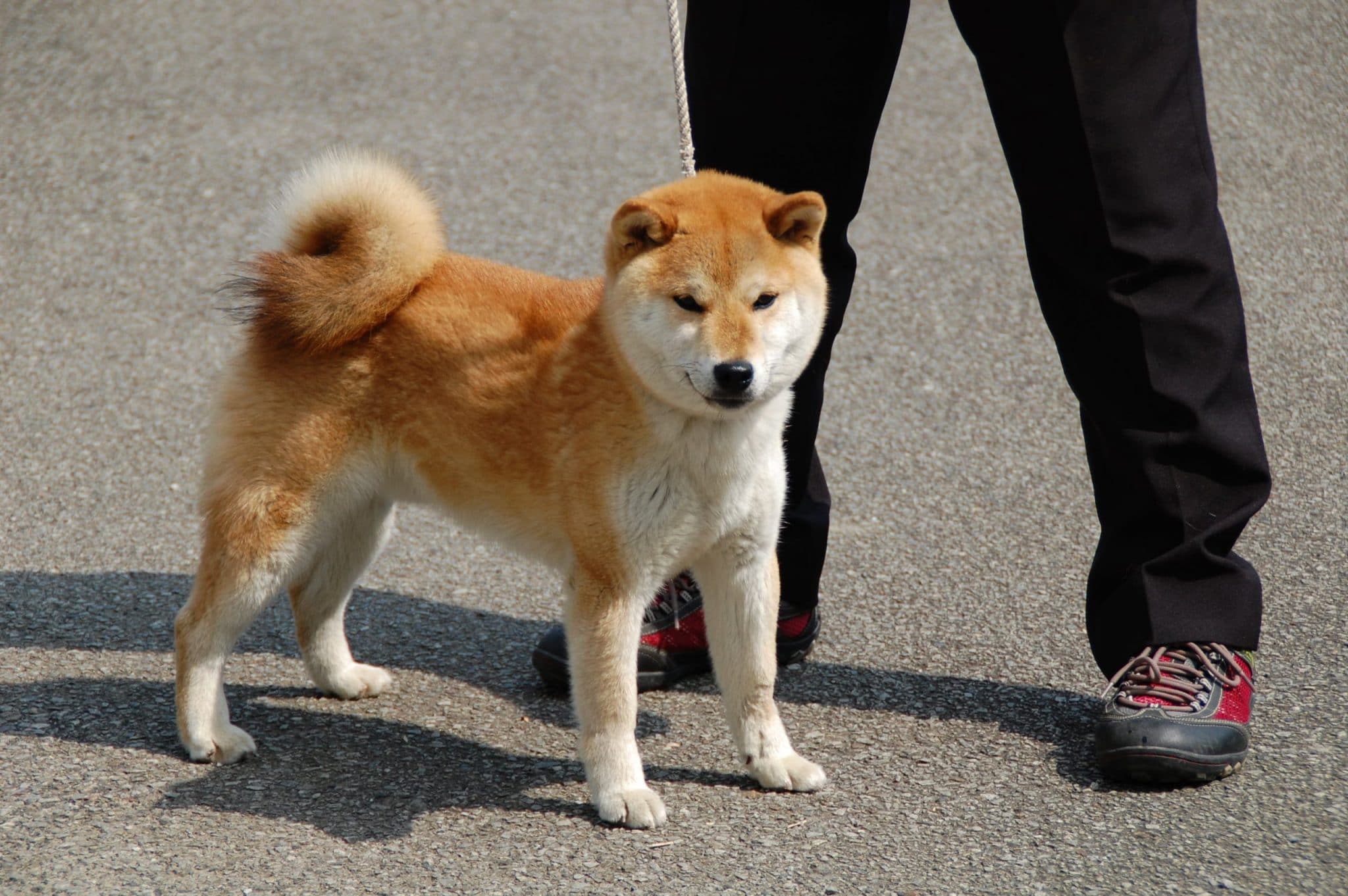 Chó Shiba Inu - Đặc Điểm Tính Cách - 9 Bệnh Thường Gặp Cần Lưu Ý ...