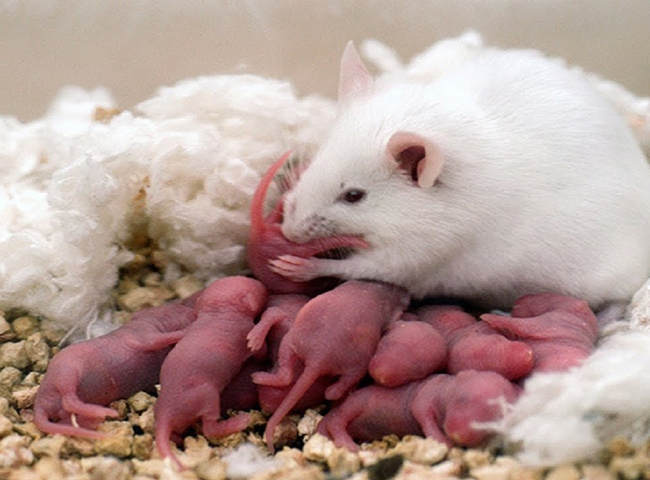 5 Lý Do Chuột Hamster Mẹ Ăn Con Của Mình - Cách Ngăn Ngừa - Chăm Sóc ...