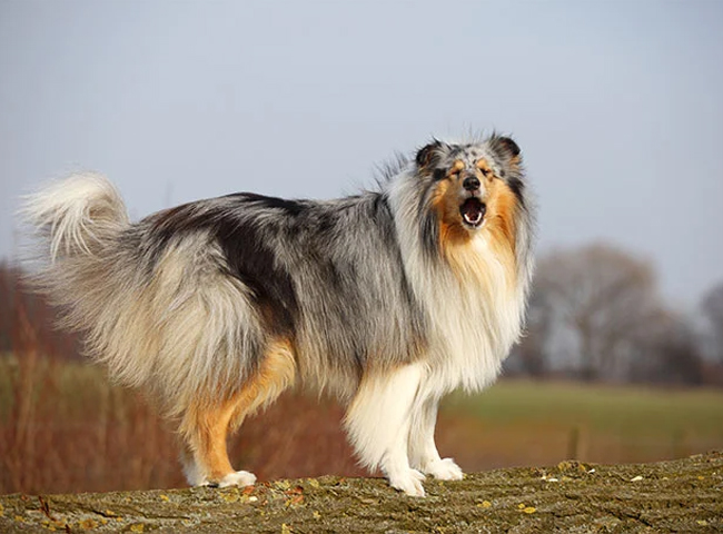 Chó Collie - Đặc Điểm - Tính Cách - 8 Vấn Đề Sức Khoẻ Cần Lưu Ý - Chăm ...