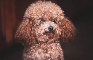 Top 16 Giống Chó Đỏ Được Yêu Thích Nhất Hiện Nay - Thichthucung.com