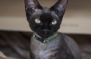 Top 18 Loài Mèo Đen Được Săn Tìm Nhiều Nhất - Thichthucung.com