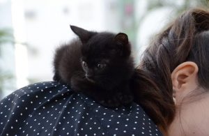 Top 18 Loài Mèo Đen Được Săn Tìm Nhiều Nhất - Thichthucung.com