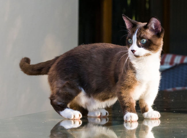 Mèo Munchkin - Tính Cách - Điểm Nổi Bật - Cách Chăm Sóc - Thichthucung.com